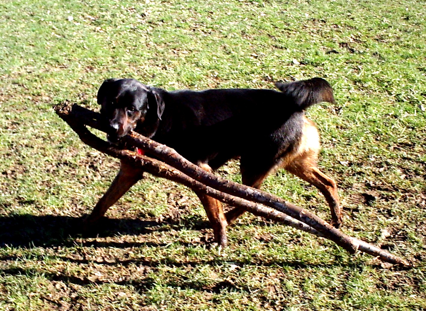 Dogs, Sticks and Recruiters