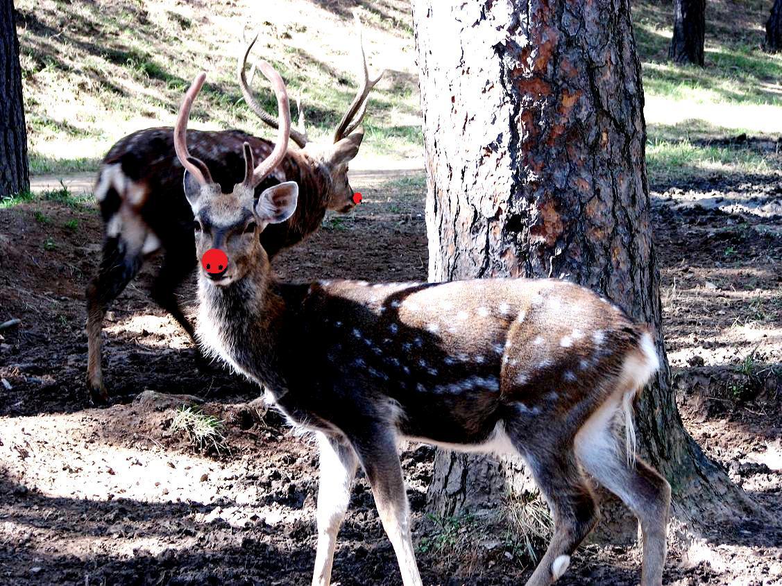 Rudolph the Red-Nosed Reindeer's Job Hunt